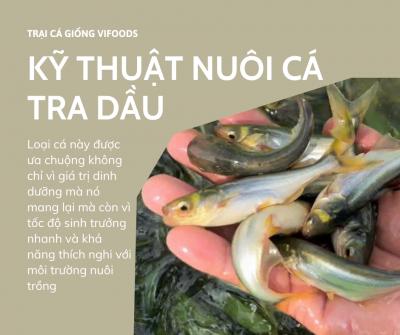 Kỹ thuật nuôi cá tra dầu